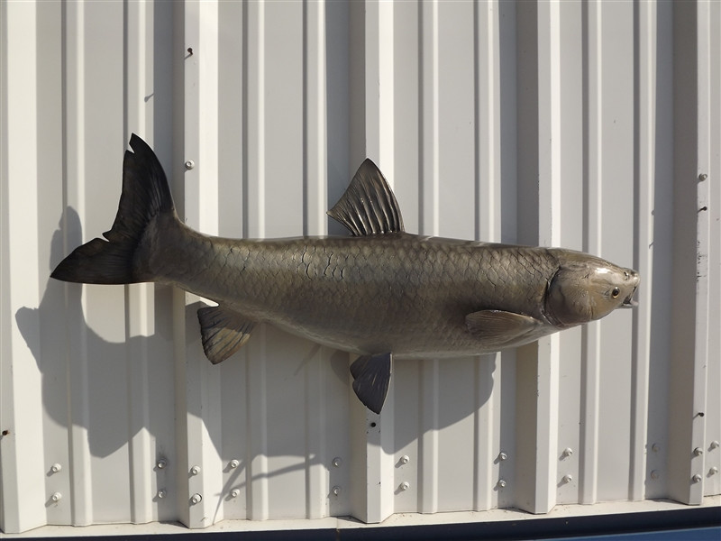 38 Inch Common Carp Fish Mount Replica Reproduction For Sale