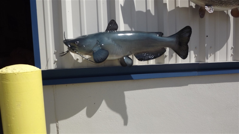 27 Inch Blue Catfish Fish Mount Replica Reproduction For Sale