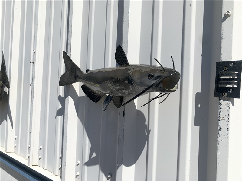 20 Inch Channel Catfish Fish Mount Replica Reproduction For Sale