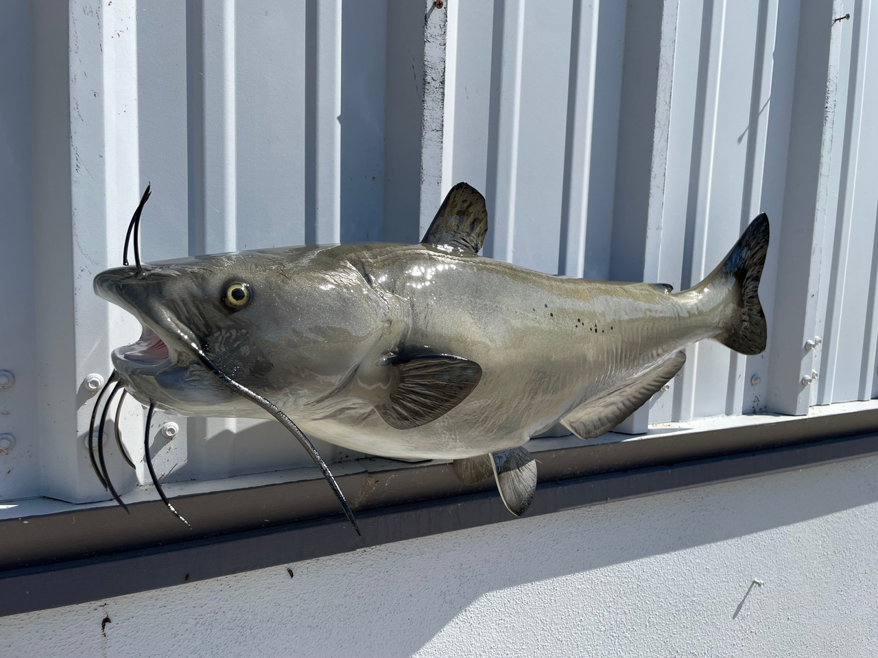 31 Inch Channel Catfish Fish Mount Replica Reproduction For Sale