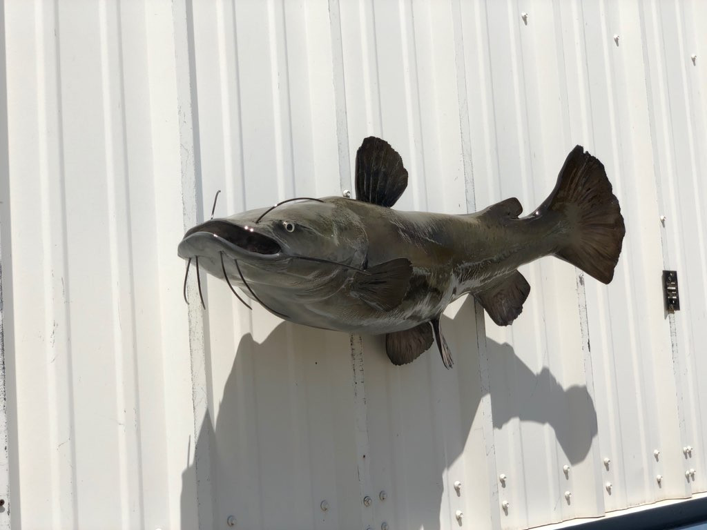 37 Inch Flathead Catfish Fish Mount Replica Reproduction For Sale
