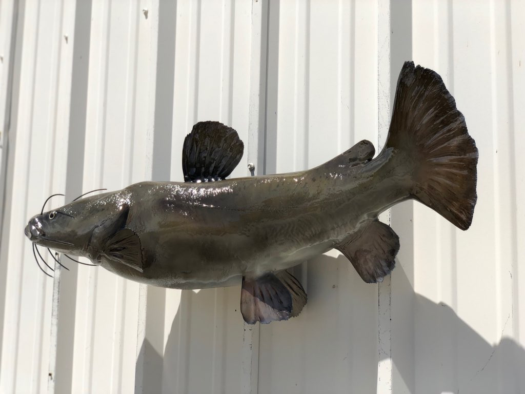 37 Inch Flathead Catfish Fish Mount Replica Reproduction For Sale