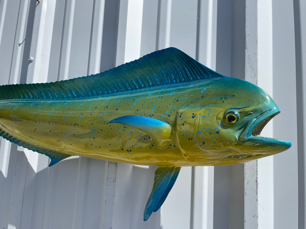 37 Inch Cow Dolphin Fish Mount Replica For Sale
