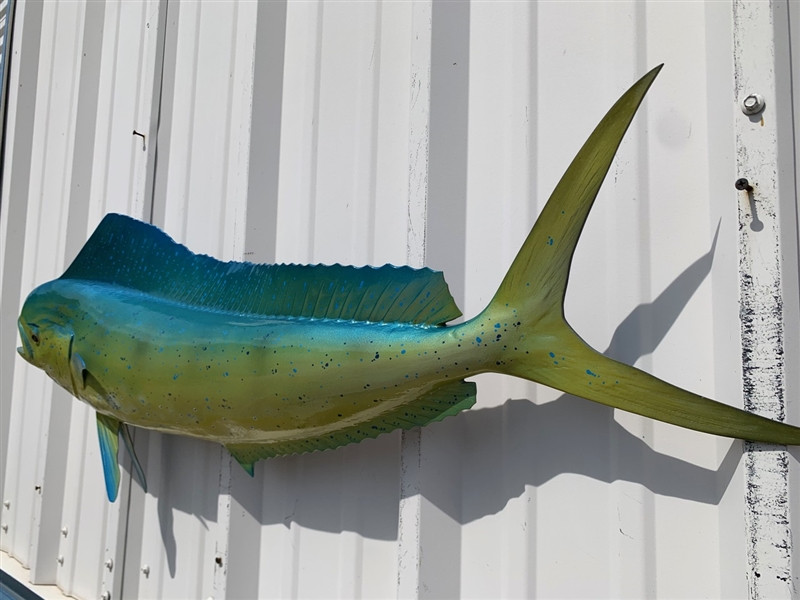 42 Inch Left Facing Cow Dolphin Fish Mount Replica Reproduction