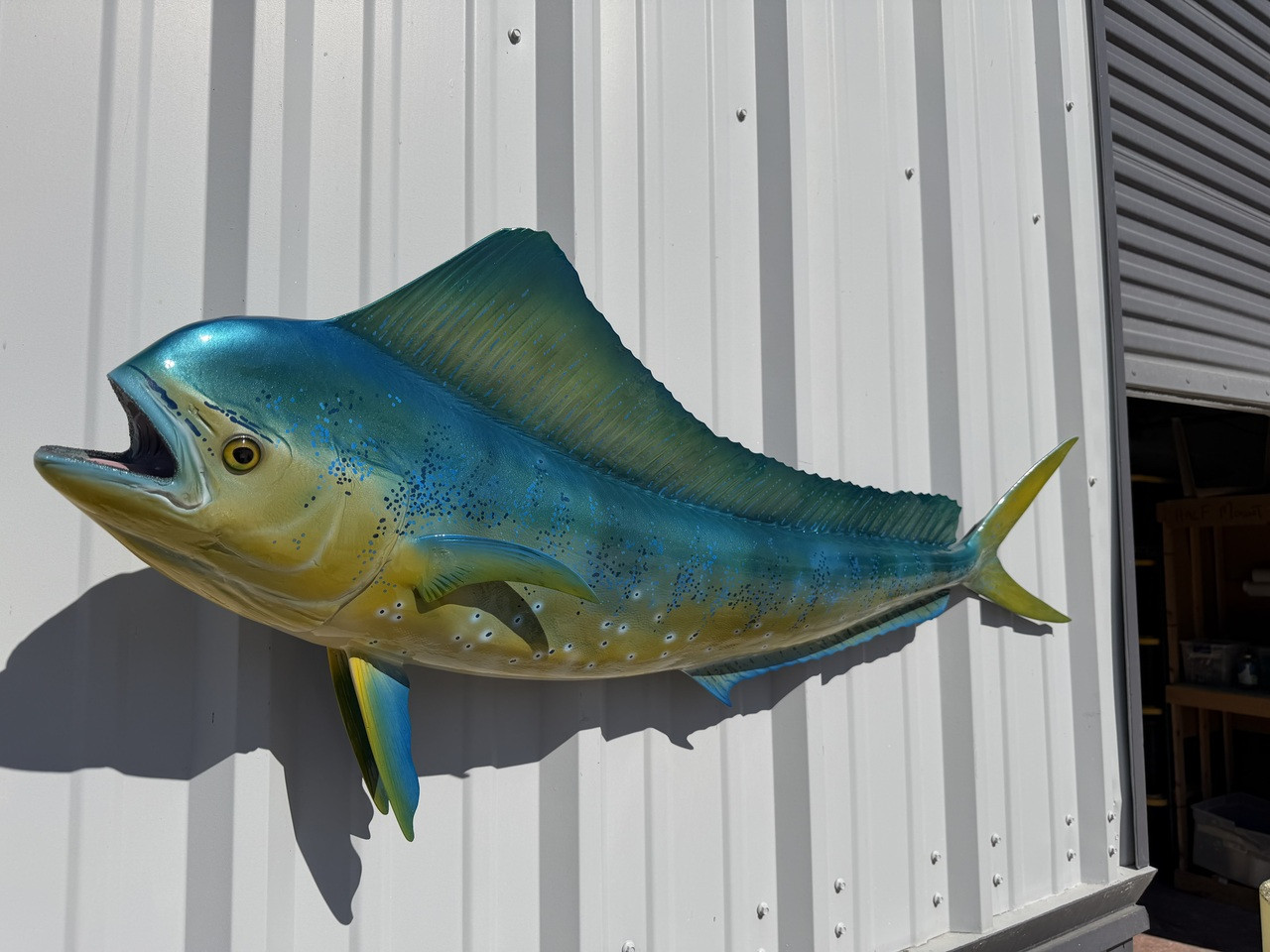 51 Inch Cow Dolphin Fish Mount Replica Reproduction