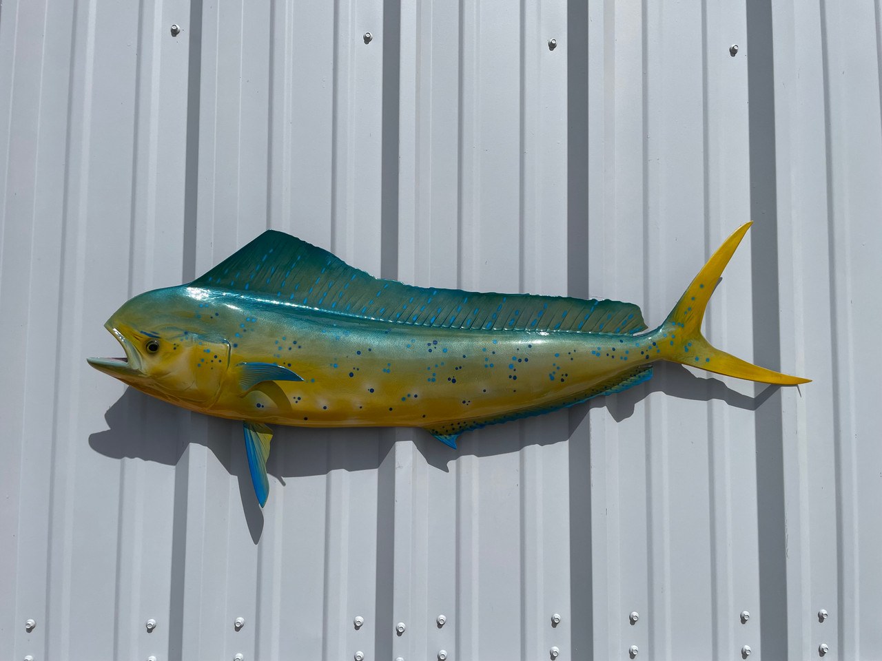 42 Inch Cow Dolphin Half Sided Fish Mount Replica