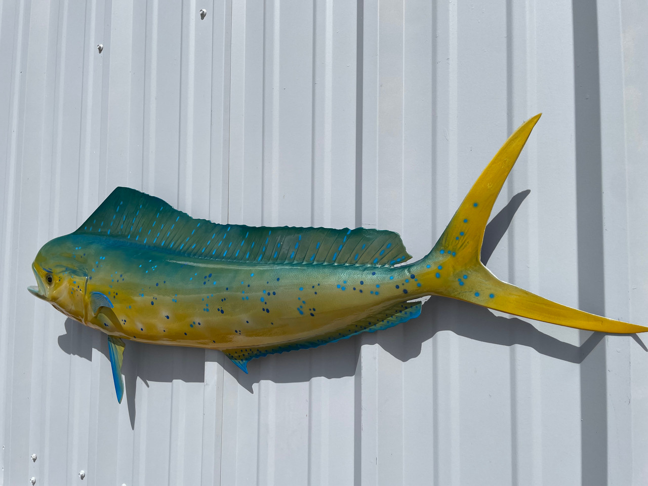42 Inch Cow Dolphin Half Sided Fish Mount Replica