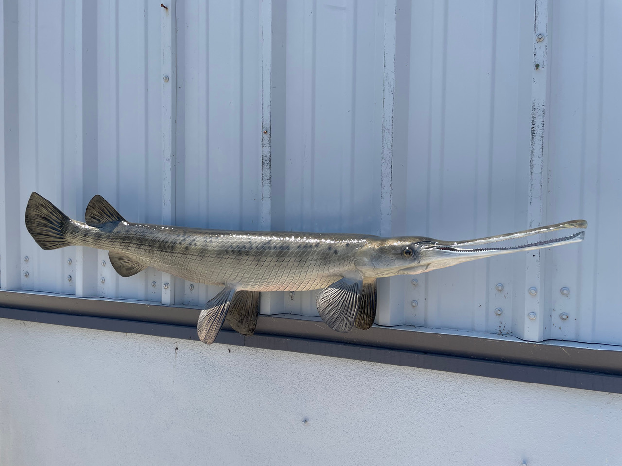 54 Inch Longnose Gar Fish Mount Replica Reproduction For Sale