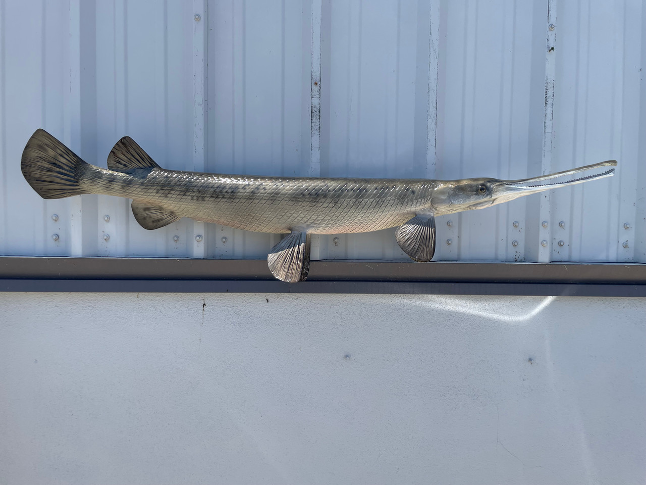 54 Inch Longnose Gar Fish Mount Replica Reproduction For Sale