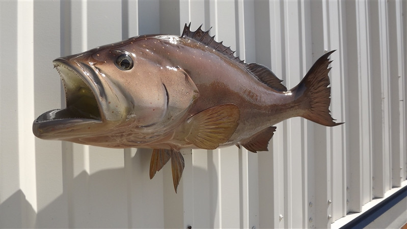 30 Inch Scamp Grouper Fish Mount Replica Reproduction For Sale