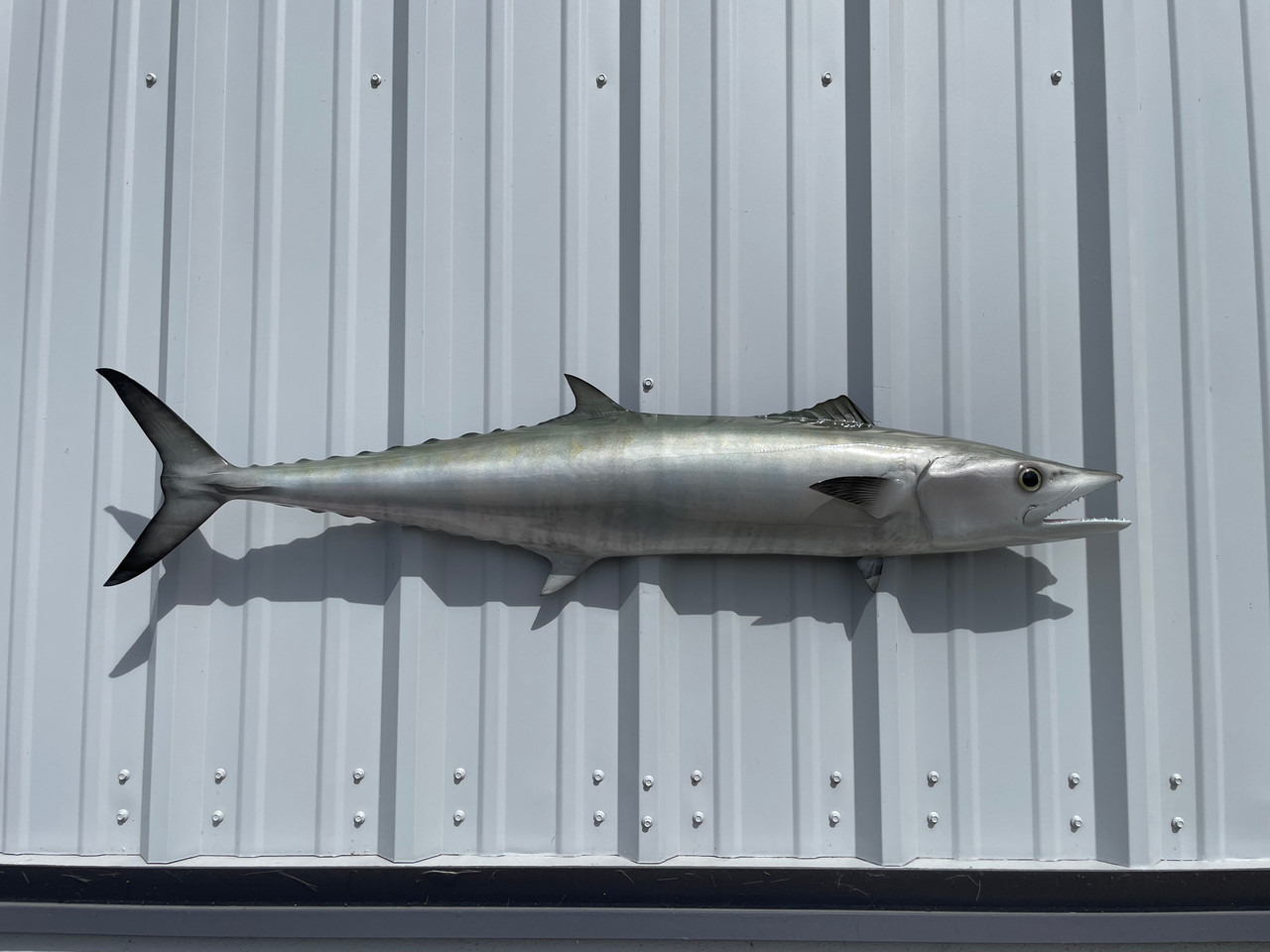 49 Inch Kingfish Half Mount Kingfish Half Sided Fish Replica