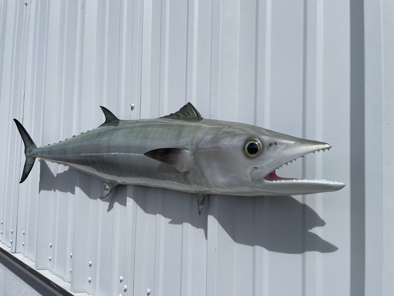 49 Inch Kingfish Half Mount Kingfish Half Sided Fish Replica