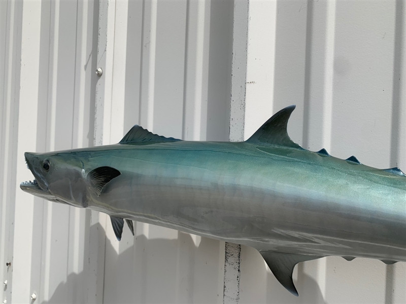 34 Inch Kingfish Fish Mount Replica Reproduction For Sale