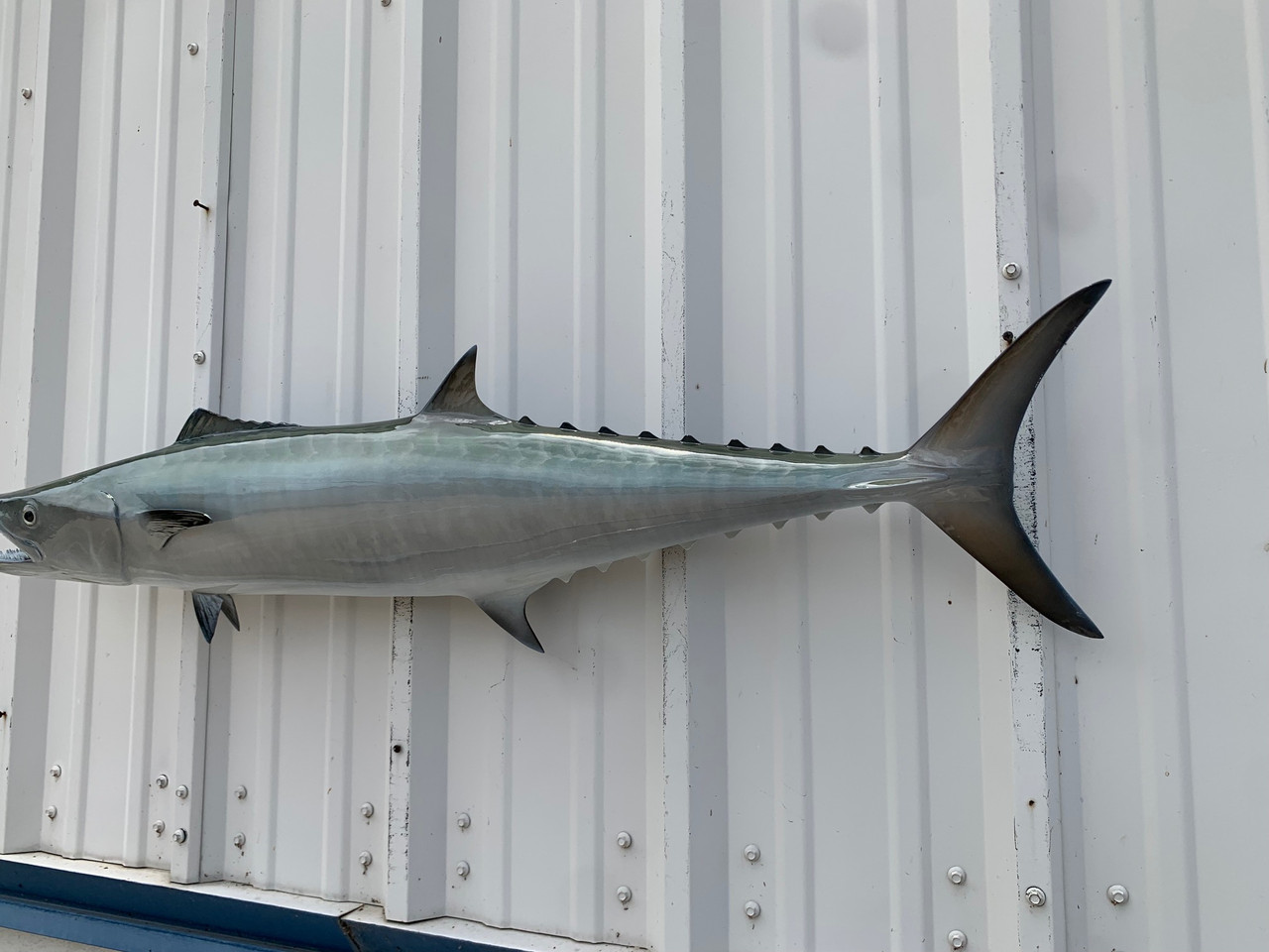 42 Inch Kingfish Fish Mount Replica Reproduction For Sale