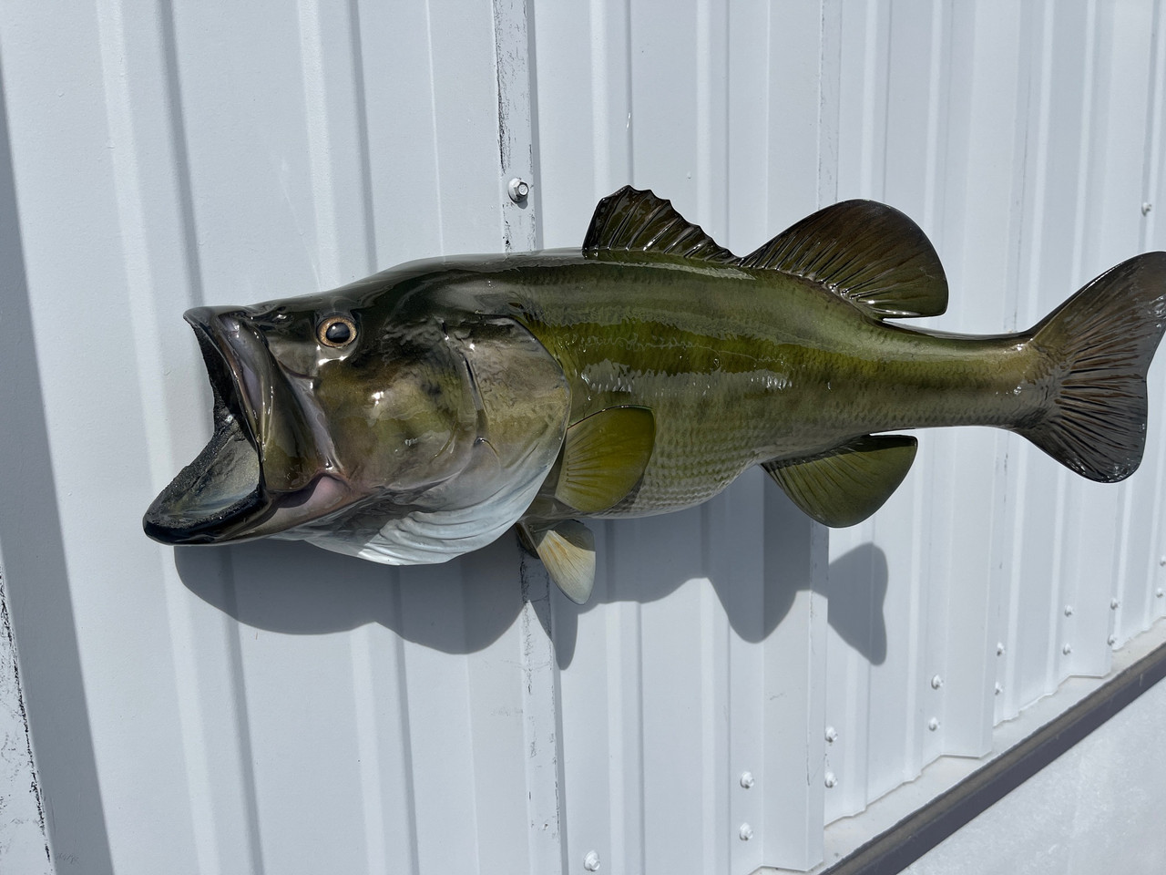 In Stock 24 Inch Largemouth Bass Fish Mount | Largemouth Bass Fish ...