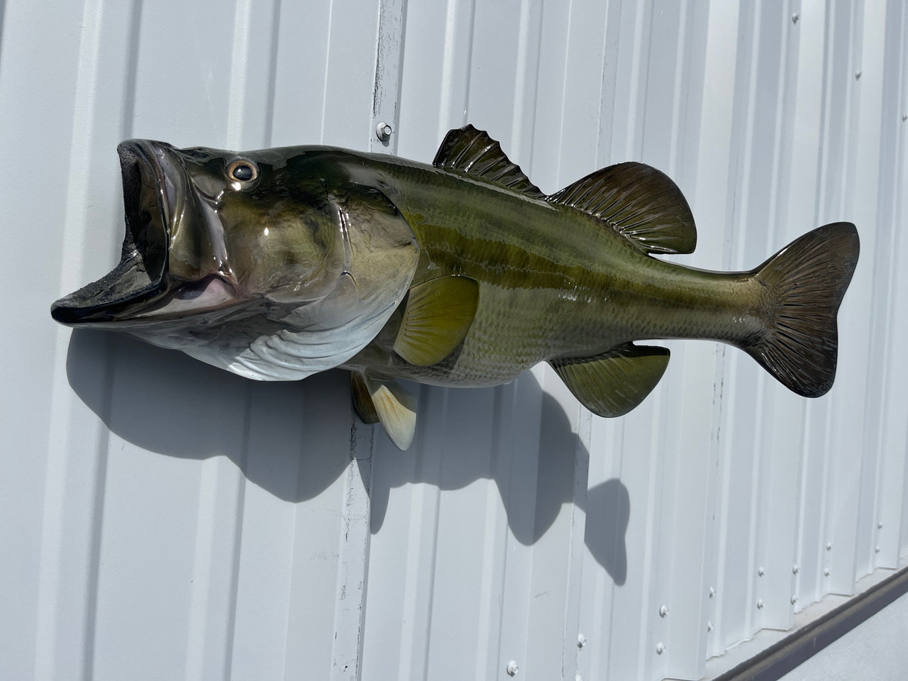 In Stock 24 Inch Largemouth Bass Fish Mount | Largemouth Bass Fish ...