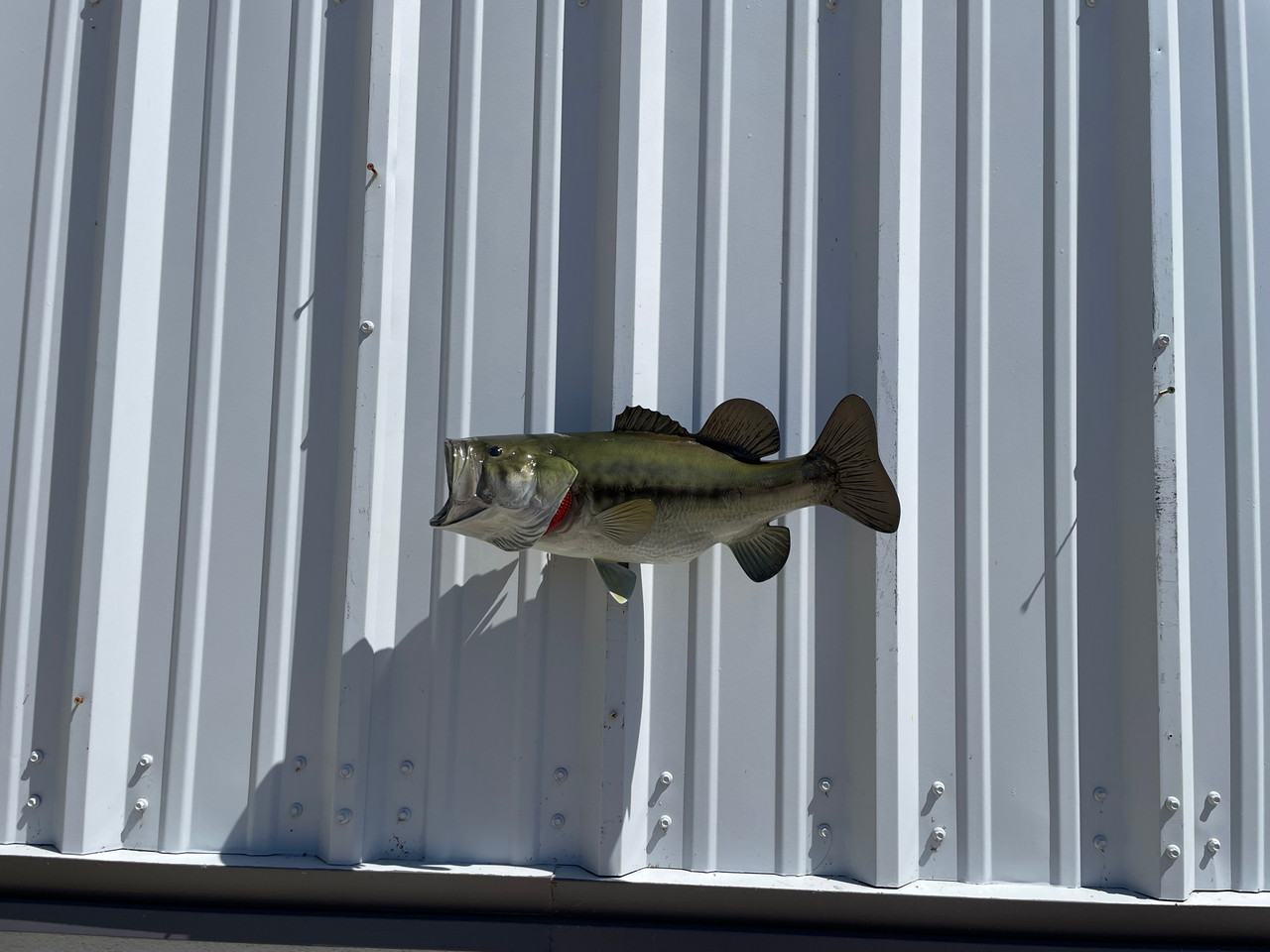 19 Inch Largemouth Bass Fish Mount Replica Reproduction For Sale