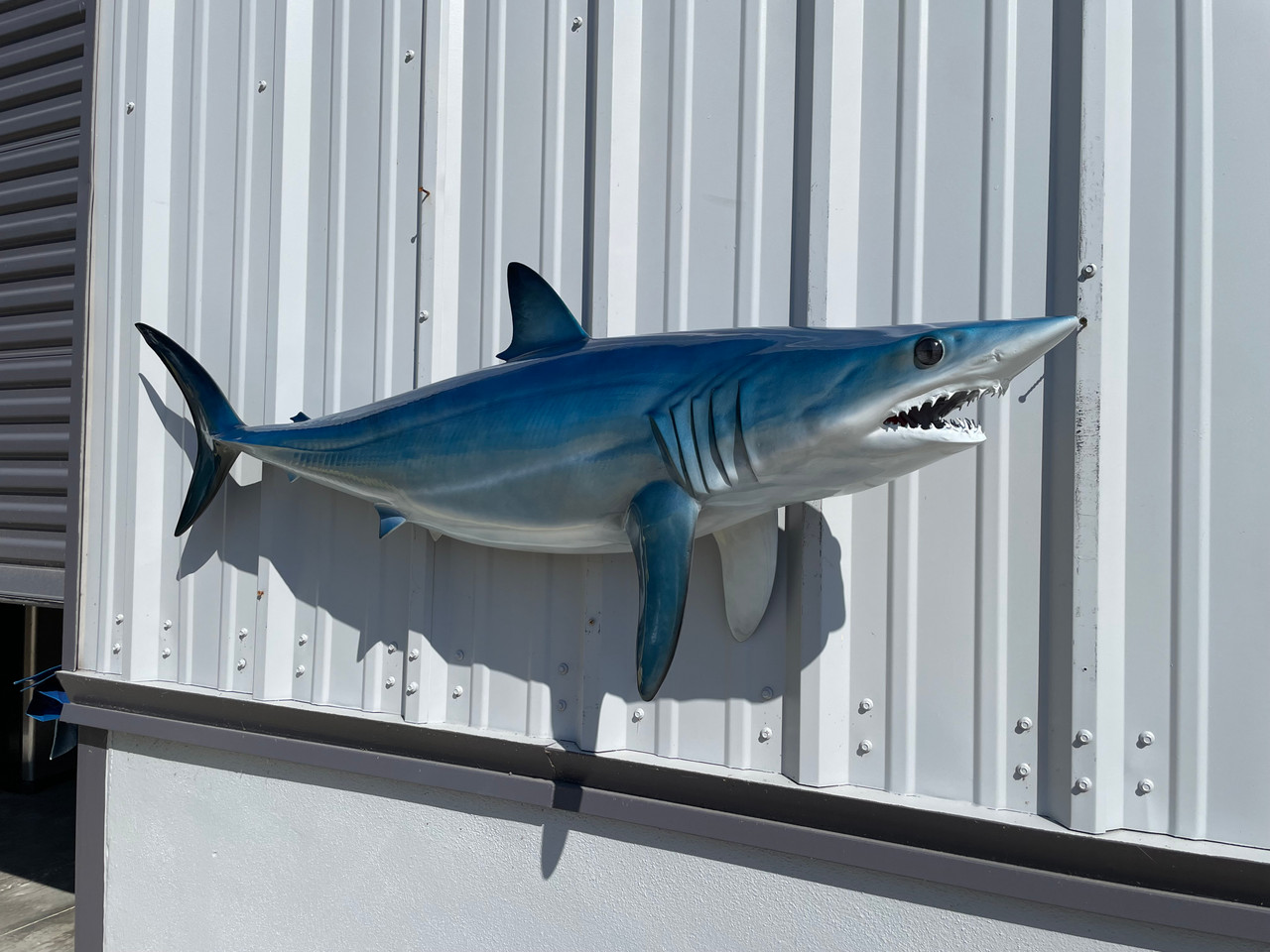 57 Inch Mako Shark Mount Replica Reproduction For Sale
