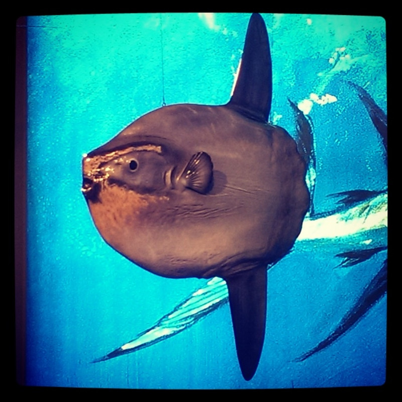 55 Inch Mola Mola (Sunfish) 3D Suspension Fish Mount Replica For Sale