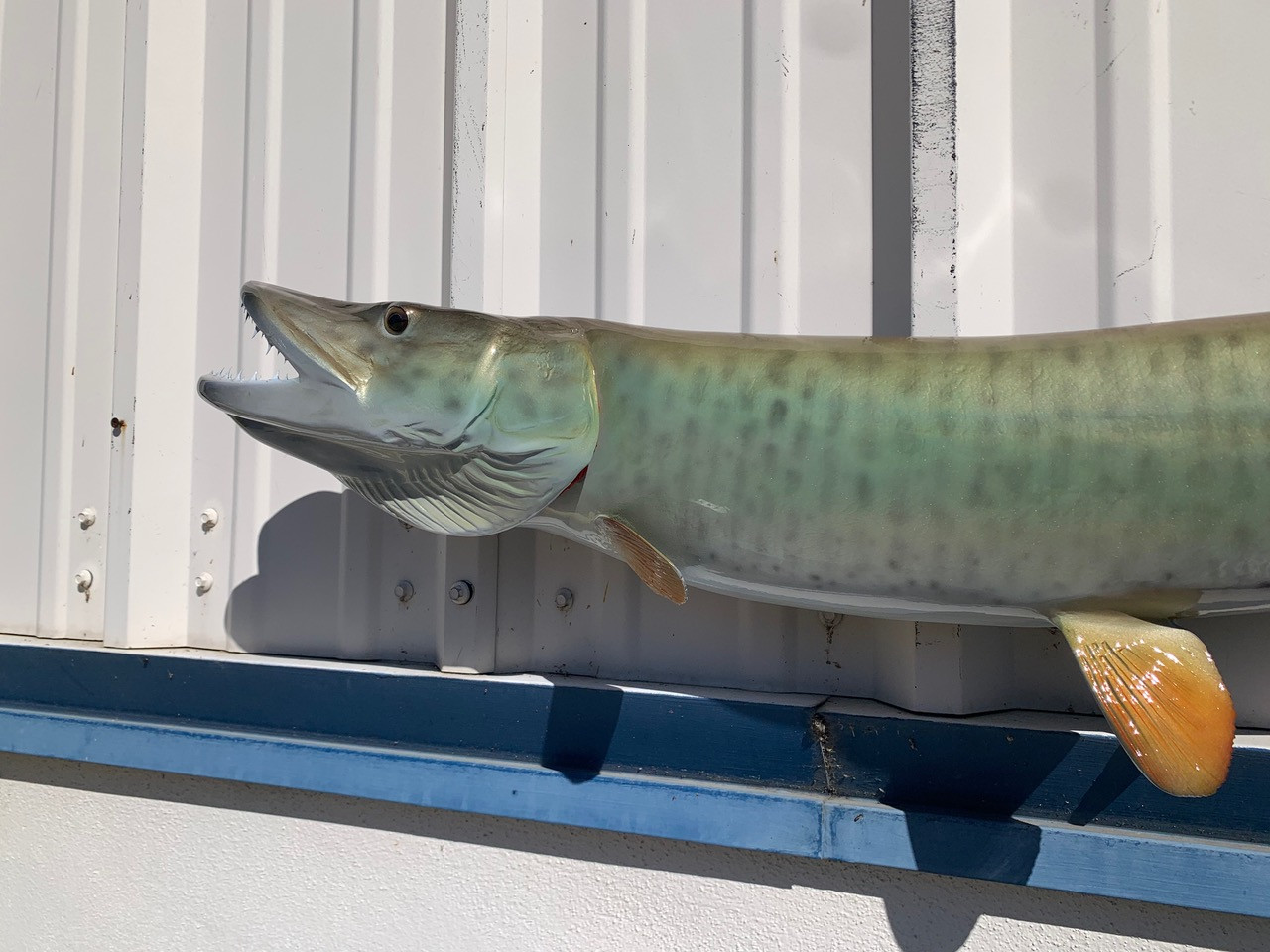 39 Inch Muskie Fish Mount Replica Reproduction For Sale