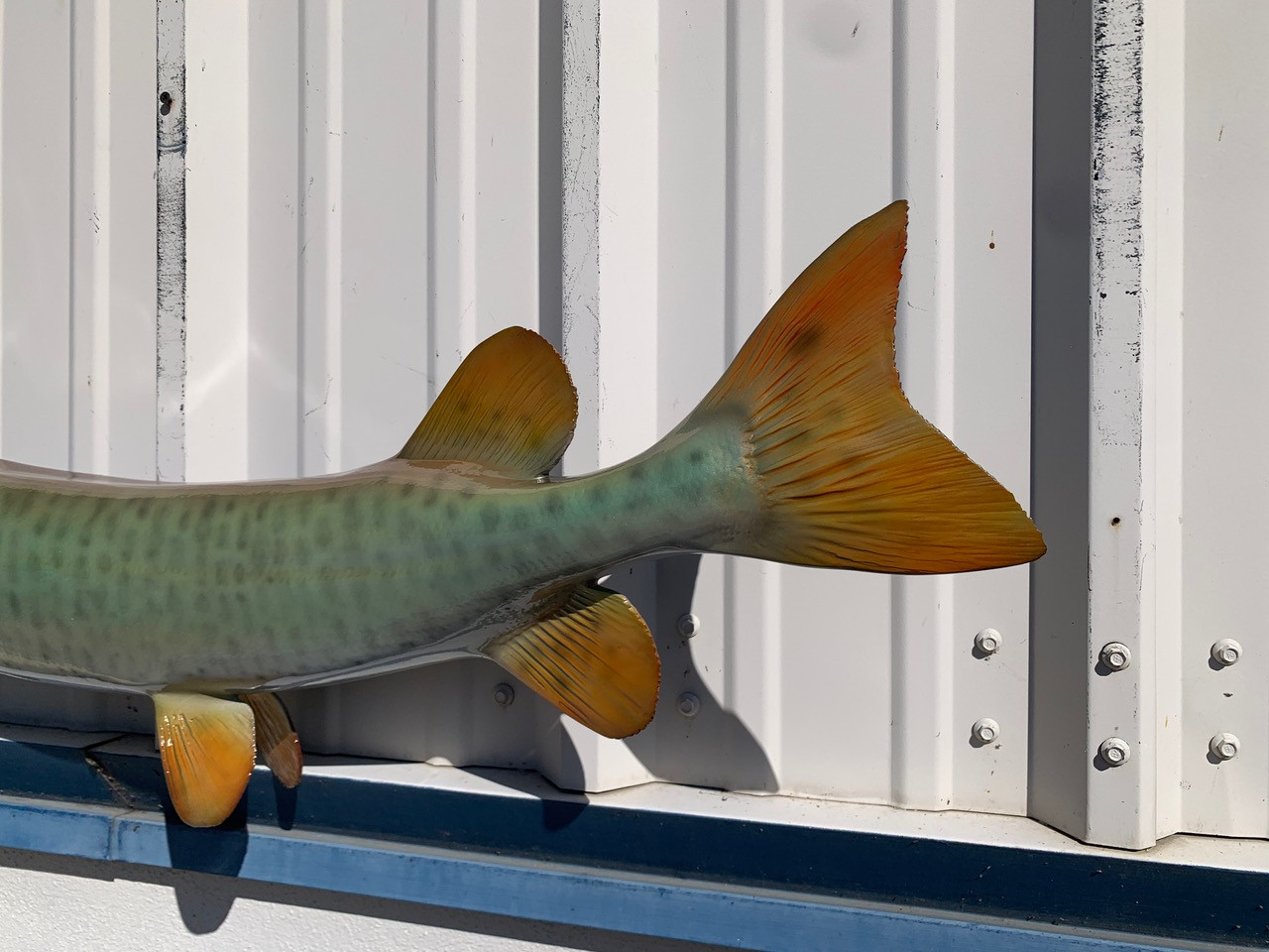 39 Inch Muskie Fish Mount Replica Reproduction For Sale