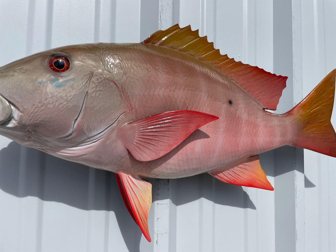 25 Inch Mutton Snapper Fish Mount 25 Inch Mutton Snapper Fish Replica