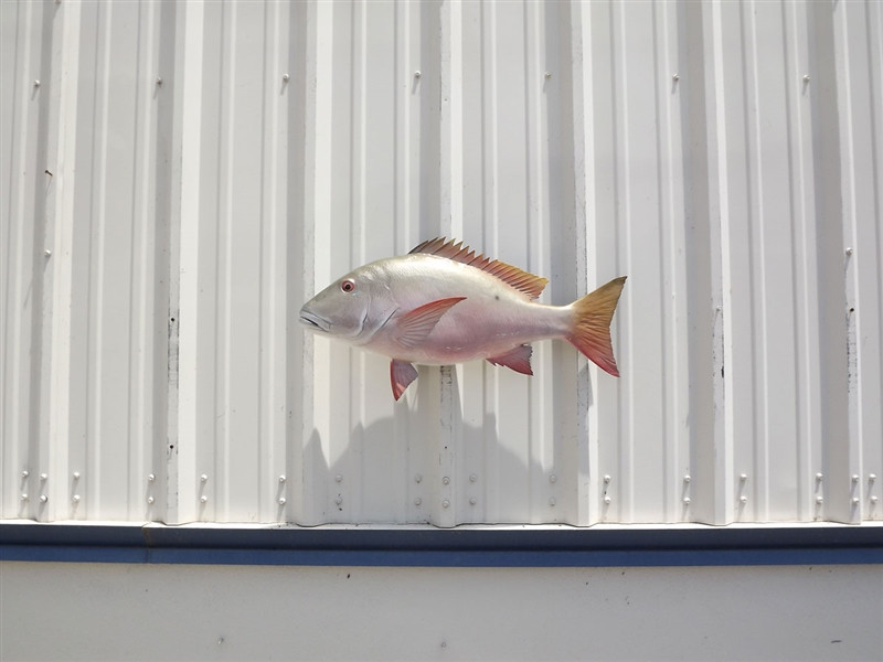 28 Inch Mutton Snapper Fish Mount 28 Inch Mutton Snapper Fish Replica