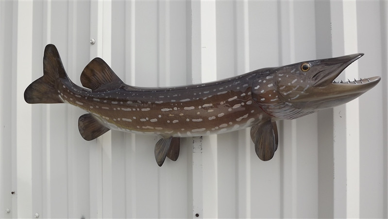 32 Inch Northern Pike Fish Mount Replica Reproduction For Sale