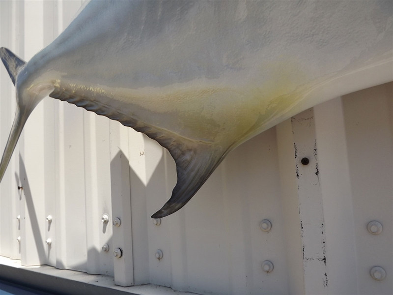 Permit Fish Mount Two Sided Wall Mount Fish Replica - 40 Inches