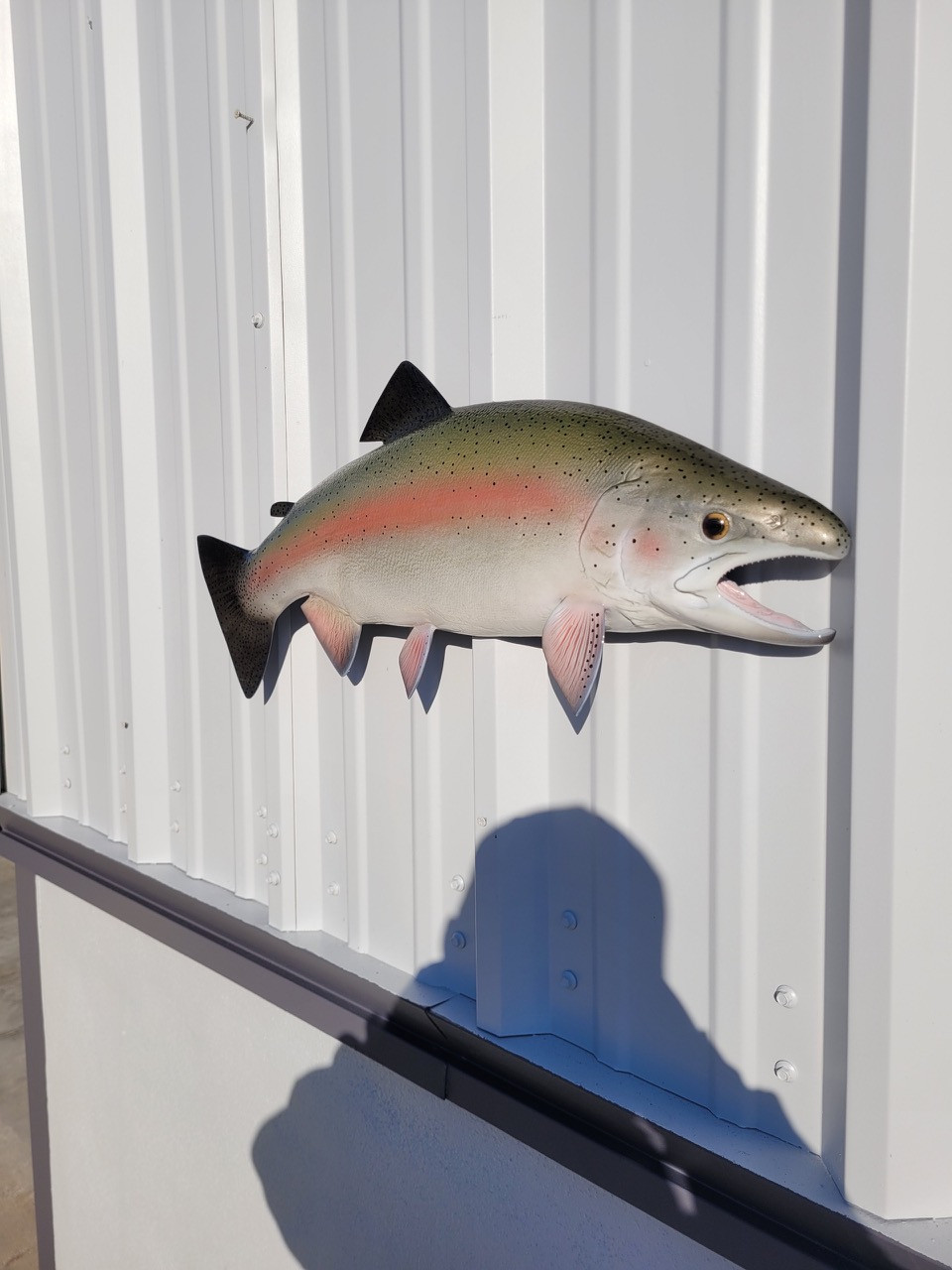 25 Inch Rainbow Trout Half Mount Rainbow Trout Half Mount