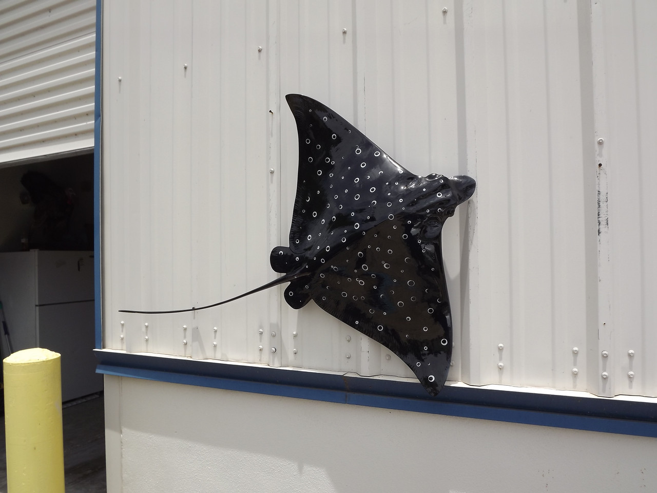 38 inch spotted eagle ray mount 38 inch spotted eagle ray replica