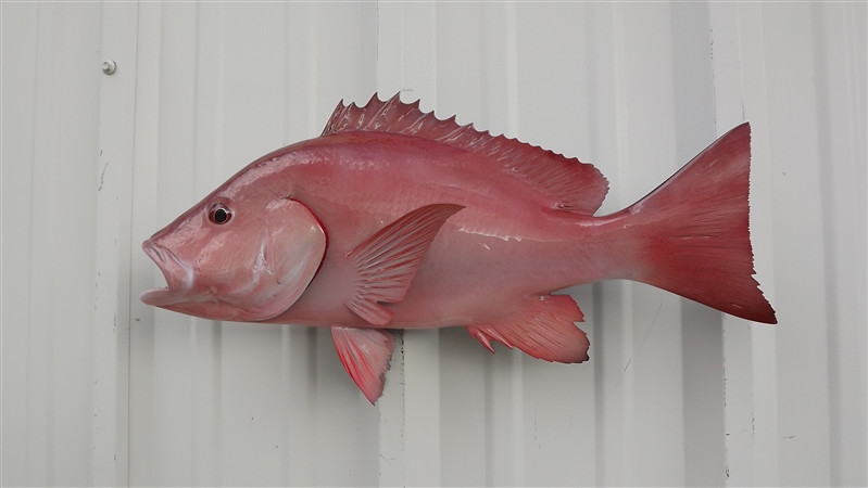 20 Inch Red Snapper Fish Mount Replica Reproduction For Sale