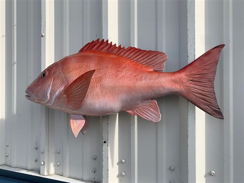 28 Inch Red Snapper Fish Mount Replica Reproduction For Sale
