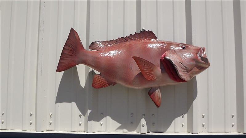 35 Inch Red Snapper Fish Mount Replica Reproduction For Sale