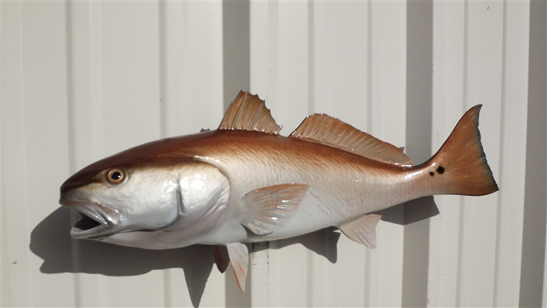 22 Inch Redfish Fish Mount Replica Reproduction For Sale