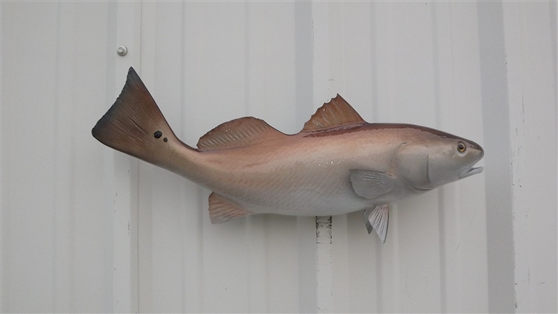 22 Inch Redfish Right Fish Mount Replica Reproduction For Sale