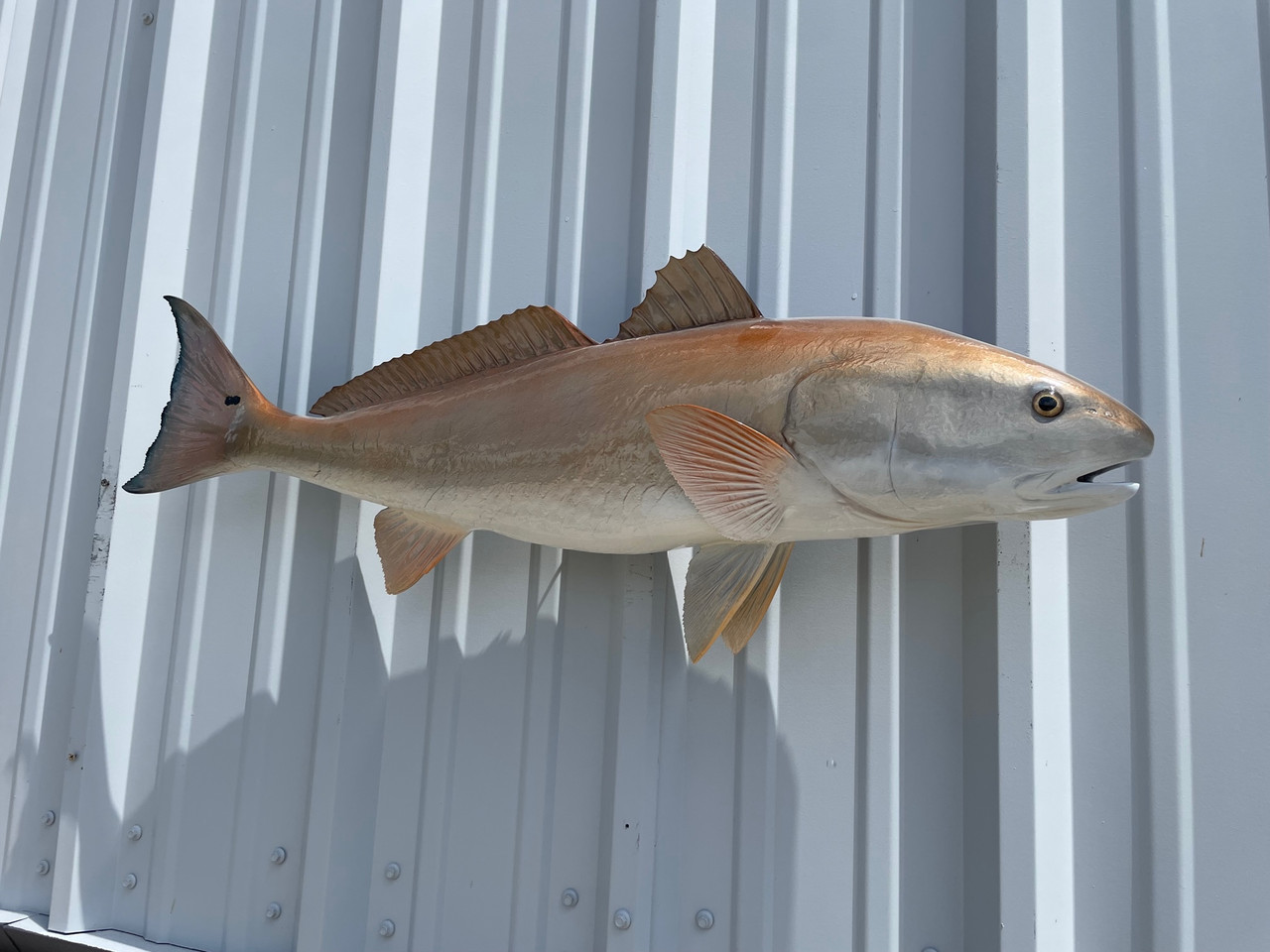36 Inch Redfish Fish Mount Replica Reproduction For Sale