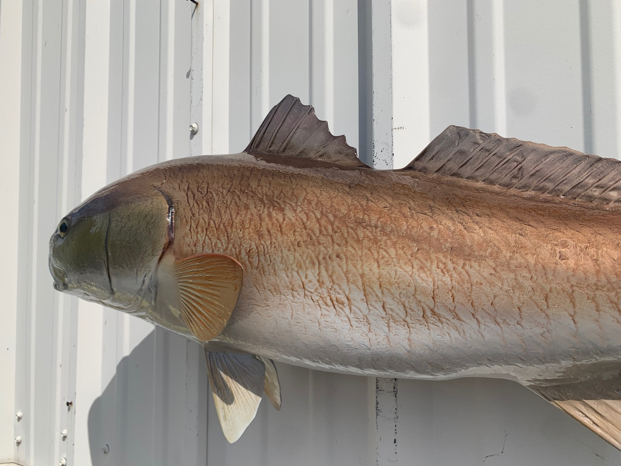 38 Inch Redfish Fish Mount Replica Reproduction For Sale