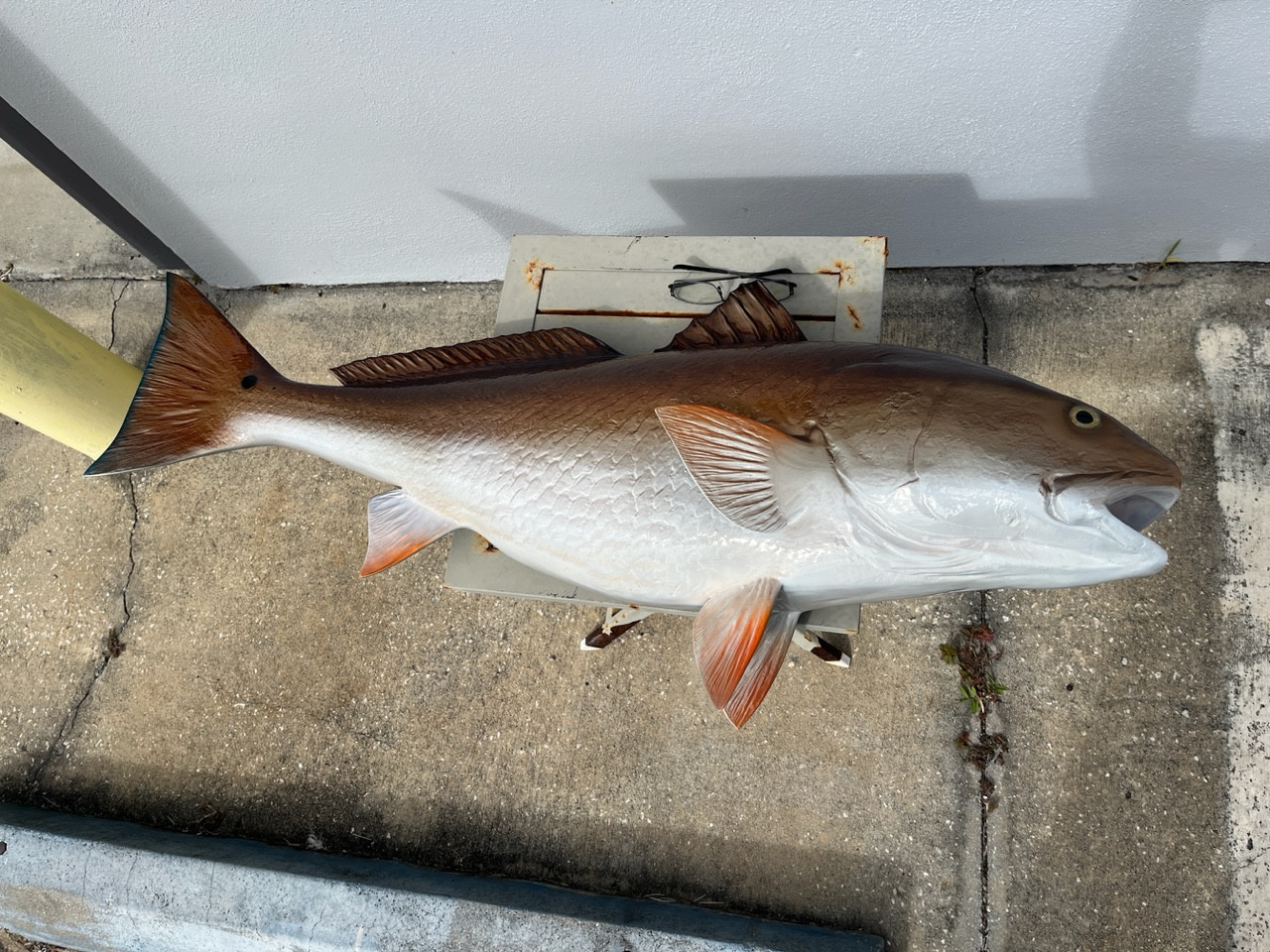 In Stock 40 Inch Redfish Full Mount In Stock 40 Inch Redfish Replica 40 ...