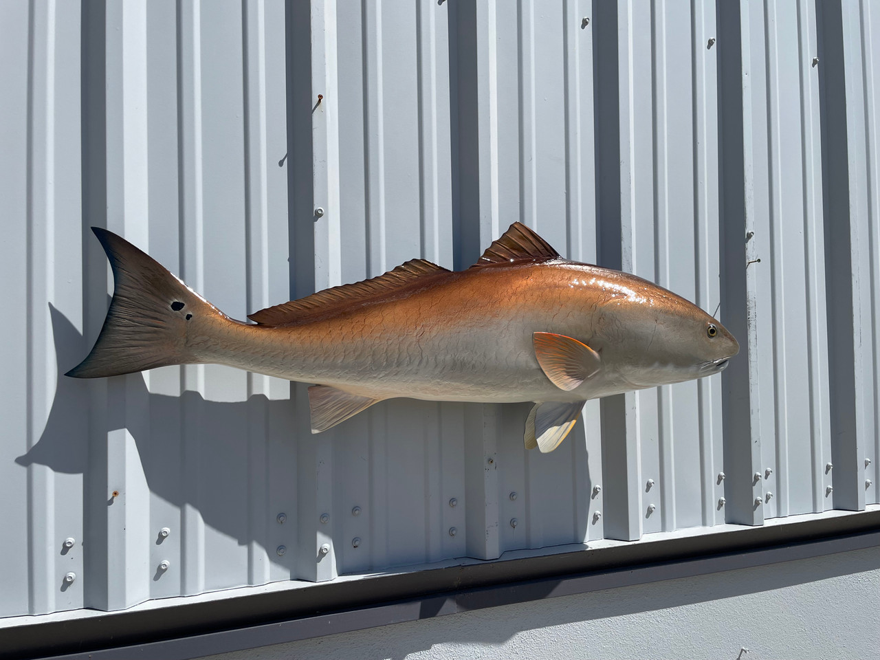 43 Inch Redfish Fish Mount by Mount This Fish Company