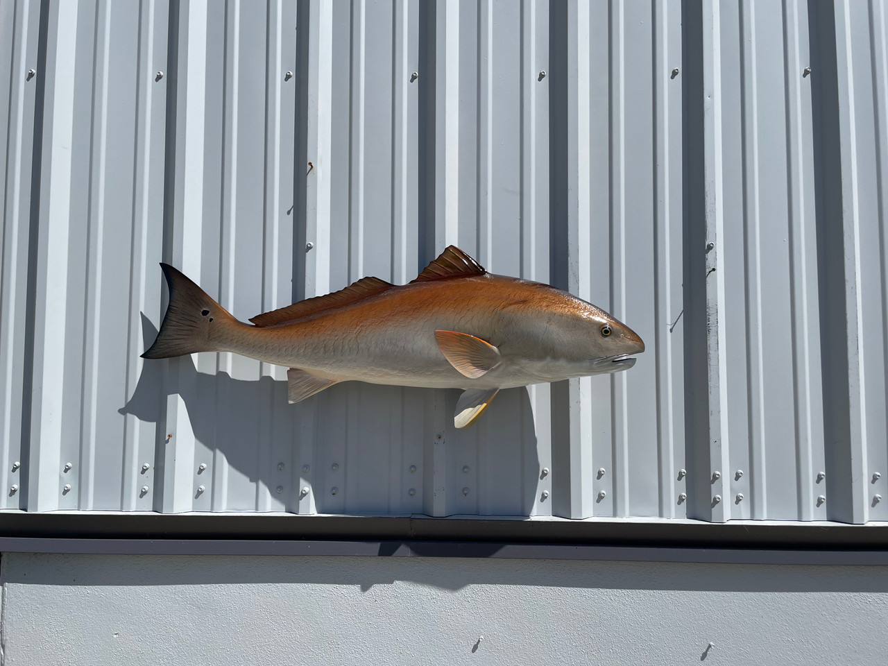 43 Inch Redfish Fish Mount by Mount This Fish Company