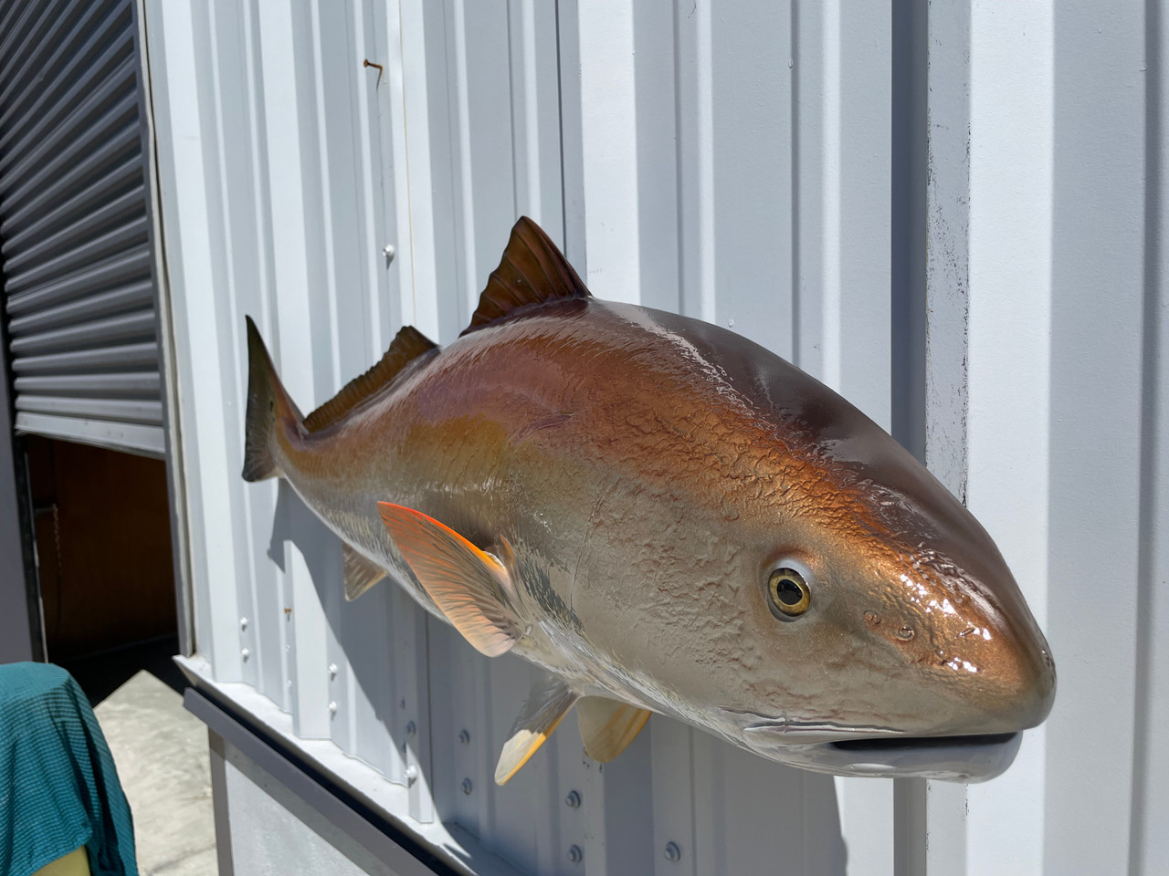 In Stock 43 Inch Redfish Full Mount In Stock 43 Inch Redfish Replica 43 ...