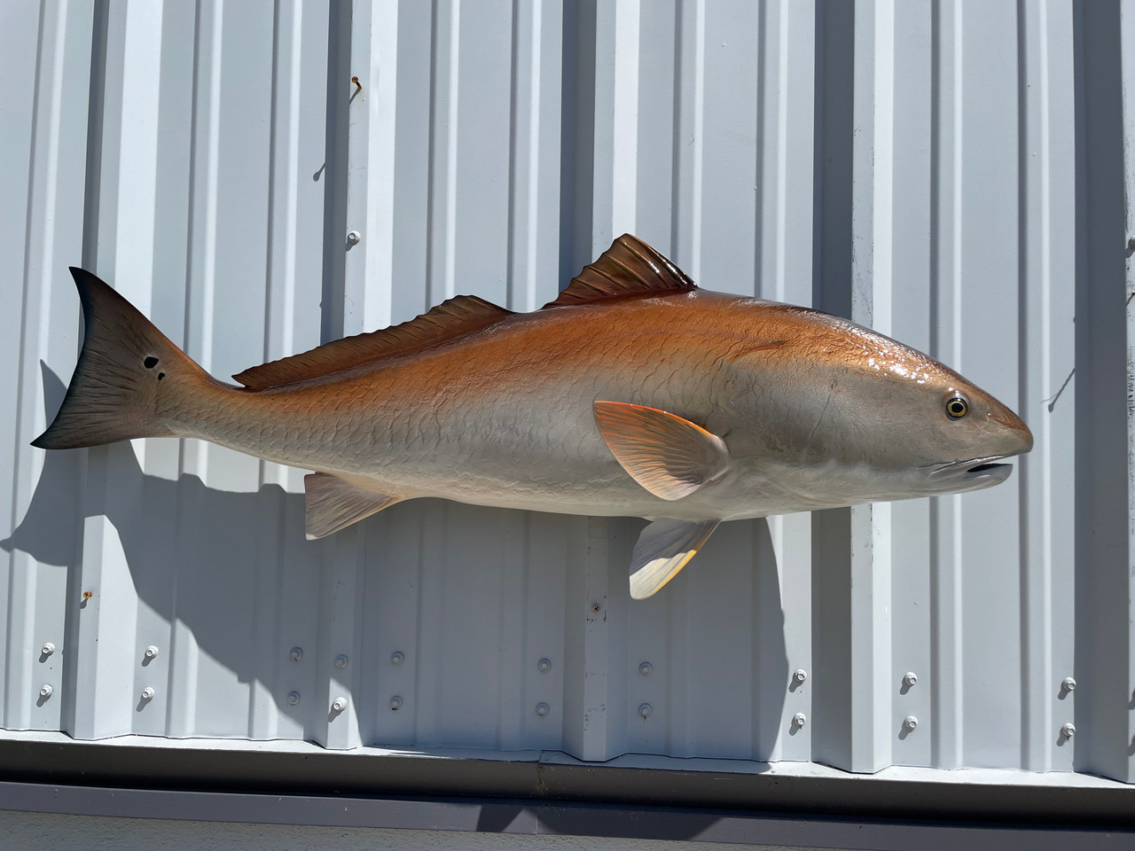 In Stock 43 Inch Redfish Full Mount In Stock 43 Inch Redfish Replica 43 ...