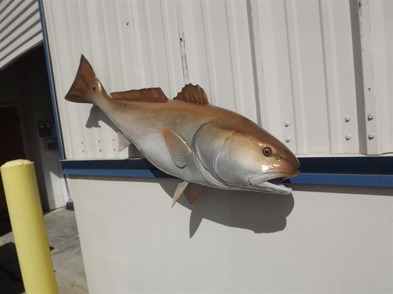 48 Inch Redfish Fish Mount Replica Reproduction For Sale