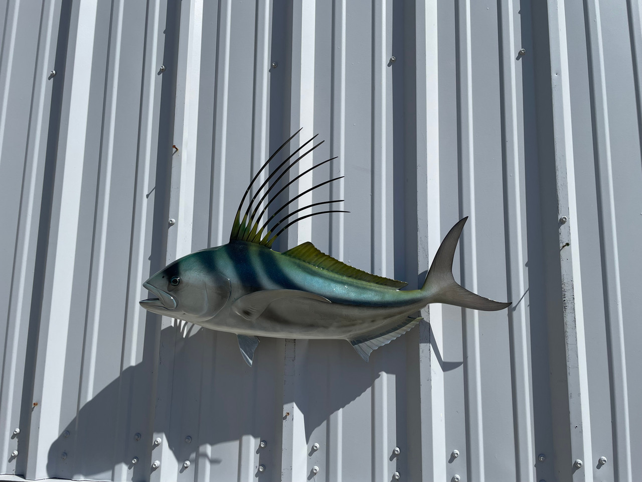 30 Inch Roosterfish Fish Mount Replica Reproduction For Sale