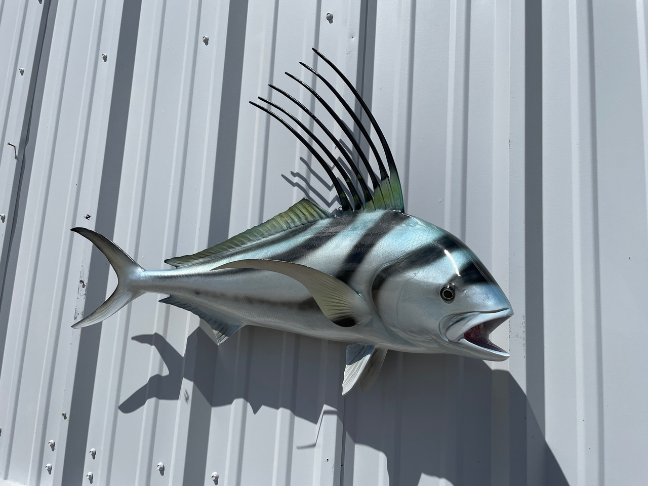 37 Inch Roosterfish Fish Mount 37 Inch Roosterfish Full Mount 37 Inch ...