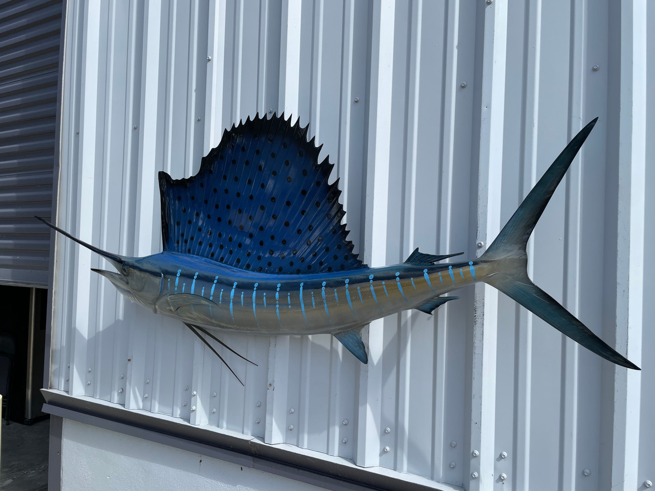 75 Inch Atlantic Sailfish Fish Mount Replica by Mount This Fish Company