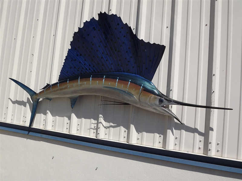 84 Inch Atlantic Sailfish Fish Mount Replica