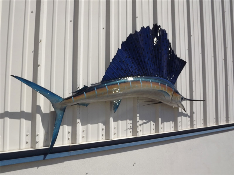 84 Inch Atlantic Sailfish Fish Mount Replica