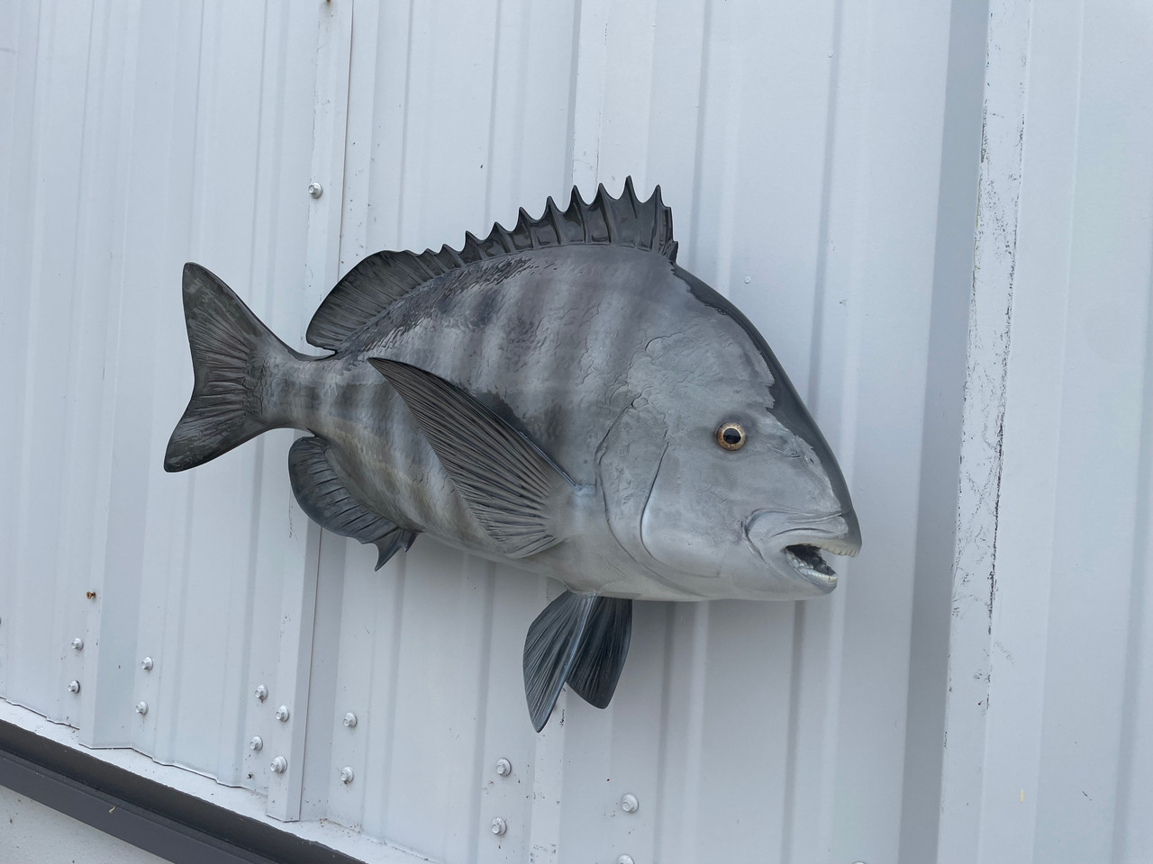 25 Inch Sheepshead Fish Mount Replica Reproduction For Sale